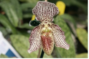 Paphiopedilum
