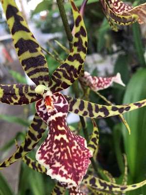 Ironwood Estate Orchids Oncidium