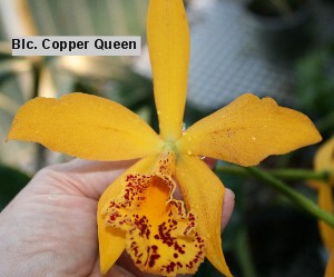 Cattleya 3