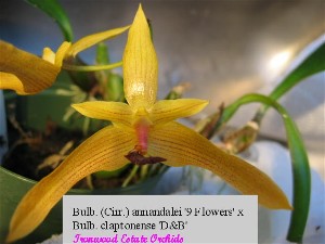 Bulbophyllum