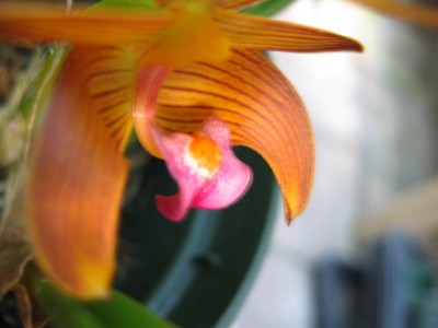 Bulbophyllum