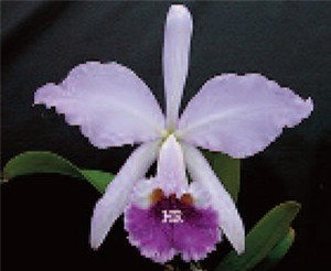 Cattleya 8