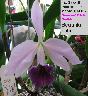 Cattleya 8