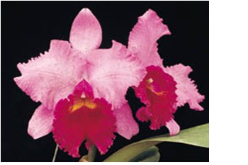 Cattleya 1