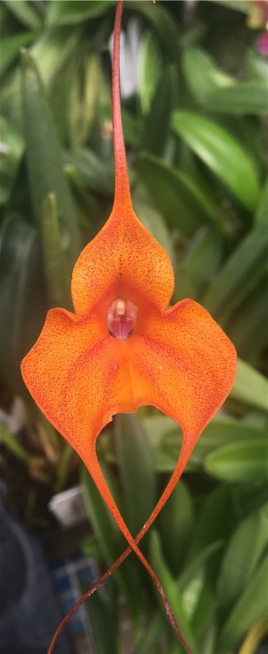 Ironwood Estate Orchids Other Varieties