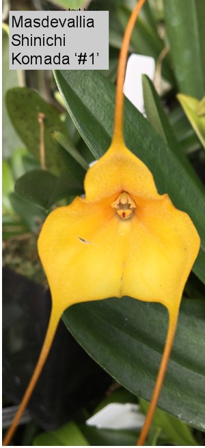 Ironwood Estate Orchids Other Varieties