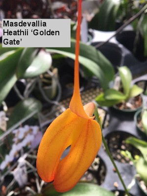 Ironwood Estate Orchids Other Varieties