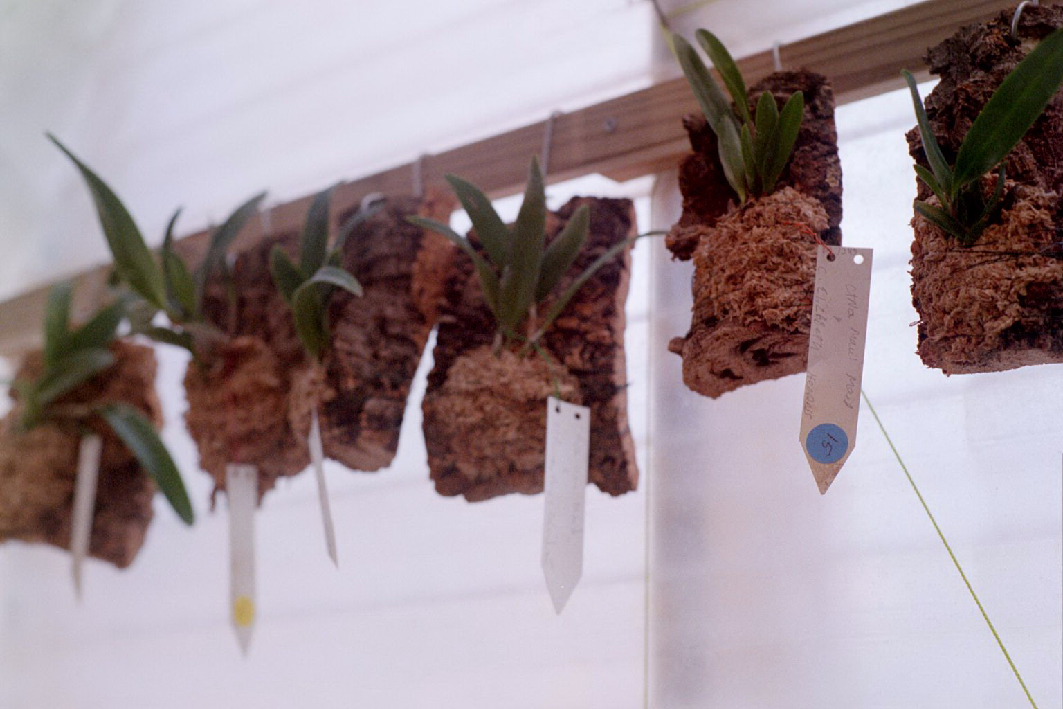 Ironwood Estate Orchids Mounted