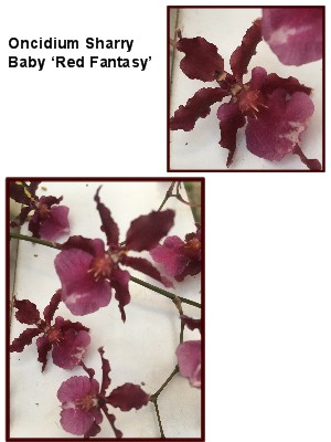 Ironwood Estate Orchids Oncidium