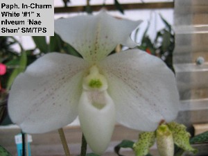 Paphiopedilum