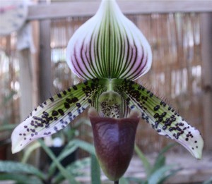 Paphiopedilum