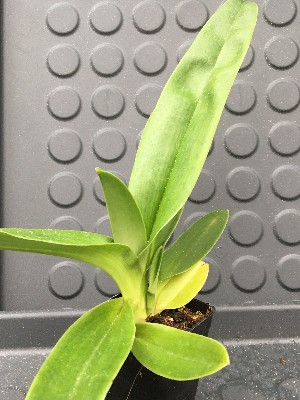 Paphiopedilum