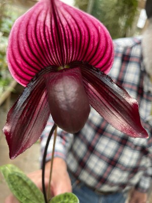Paphiopedilum