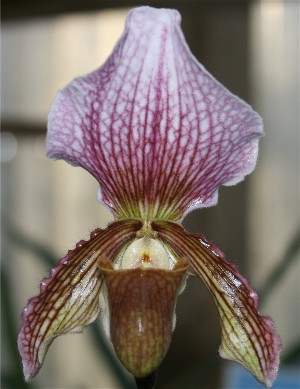 Paphiopedilum