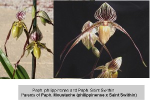 Paphiopedilum