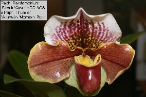 Paphiopedilum