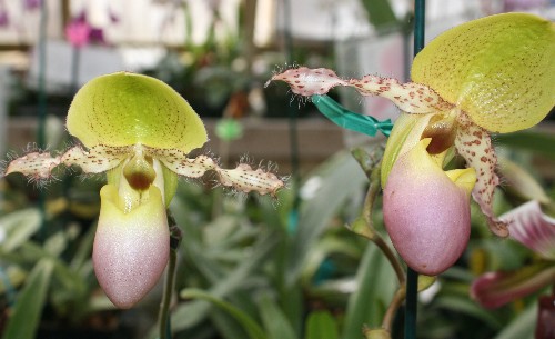 Paphiopedilum