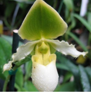 Paphiopedilum