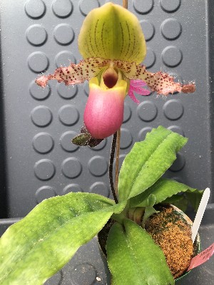 Paphiopedilum