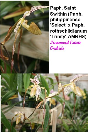 Paphiopedilum