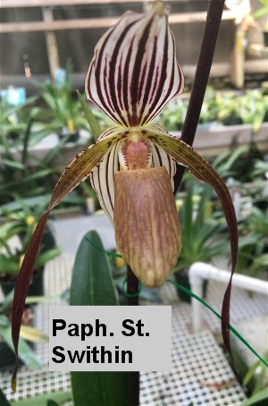 Paphiopedilum