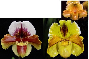 Paphiopedilum