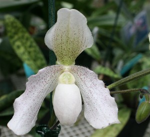 Paphiopedilum