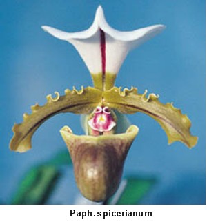 Paphiopedilum