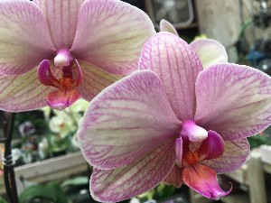 Ironwood Estate Orchids Phalaenopsis