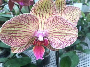 Ironwood Estate Orchids Phalaenopsis