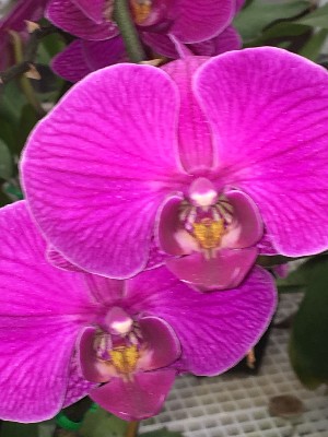 Ironwood Estate Orchids Phalaenopsis
