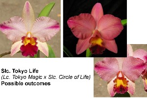 Cattleya 2