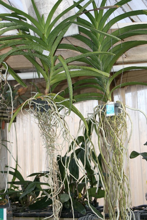 Ironwood Estate Orchids Vanda